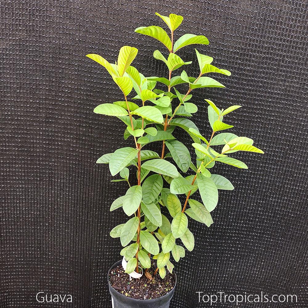 Guava Tree Hong Kong (hawaiian), Psidium Guajava Tree Live Plant in 3 ...