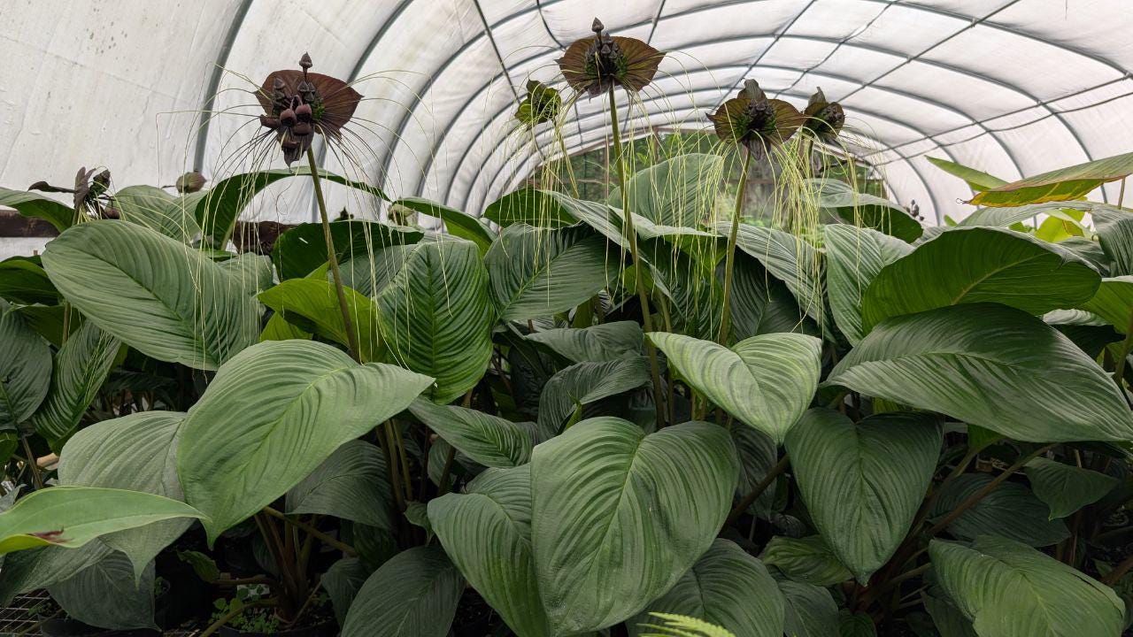 Black Bat Head Lily Tacca Chantrieri - Blooming Size Live Plant in 1 ...