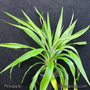 Pineapple Fruit Plant Red Florida Special, Ananas Comosus Live Plant in ...