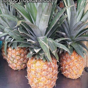 Pineapple Fruit Plant Red Florida Special, Ananas Comosus Live Plant in ...