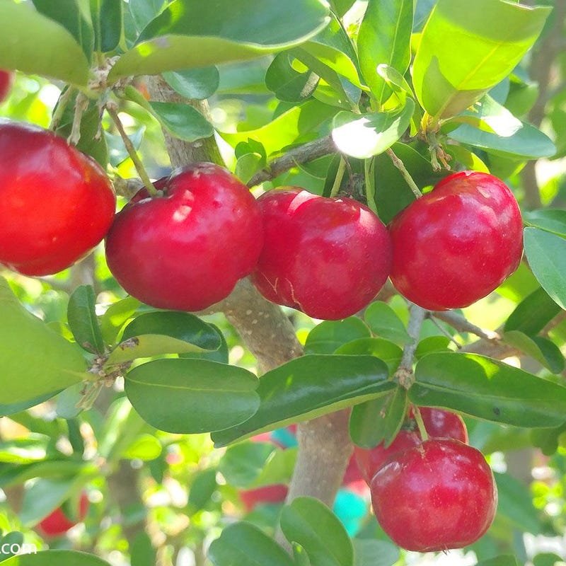 Fruit Trees on Clearance - Etsy