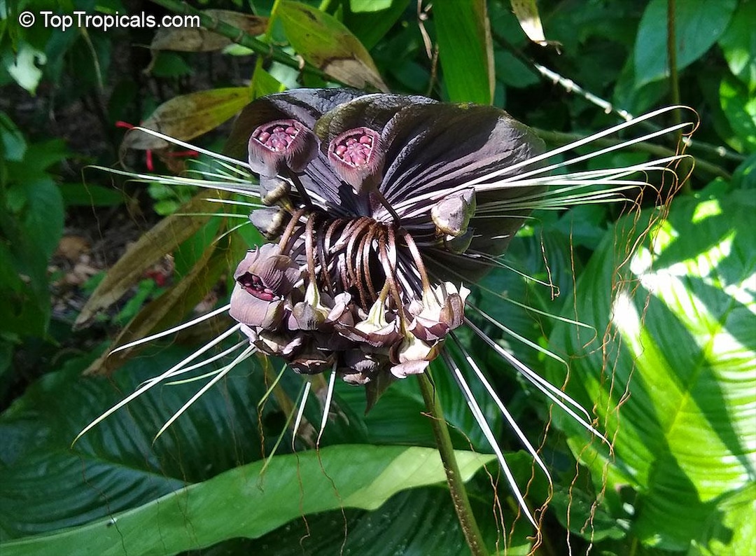 Black Bat Head Lily Tacca Chantrieri - Blooming Size Live Plant in 1 ...