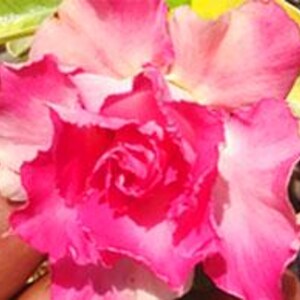 Desert Rose, Adenium, Grafted Plant. Light Colors - Etsy