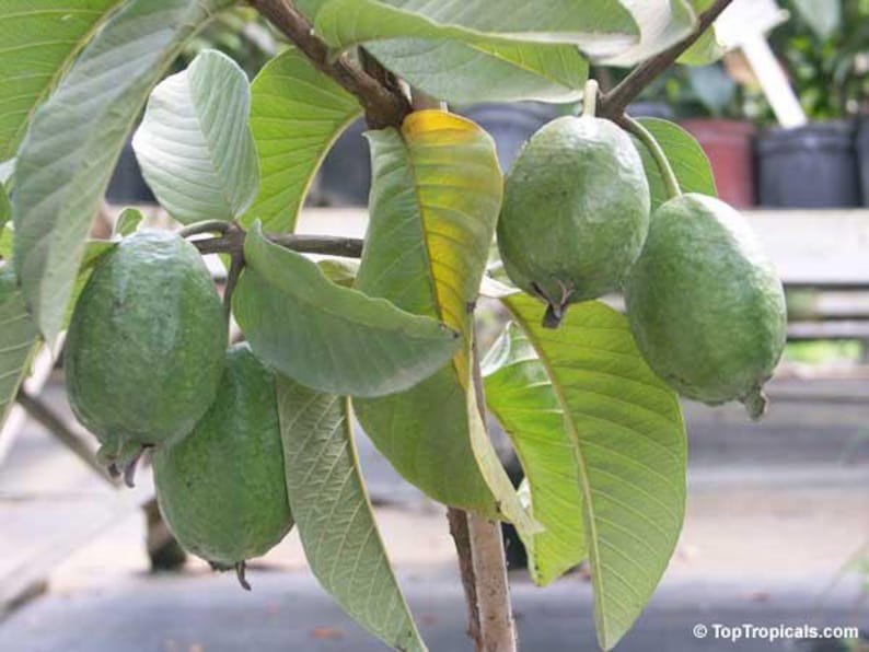 Guava Tree Hong Kong hawaiian, Psidium Guajava Tree Live Plant in 3 Gal ...