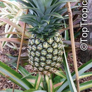 Pineapple Fruit Plant Red Florida Special, Ananas Comosus Live Plant in ...