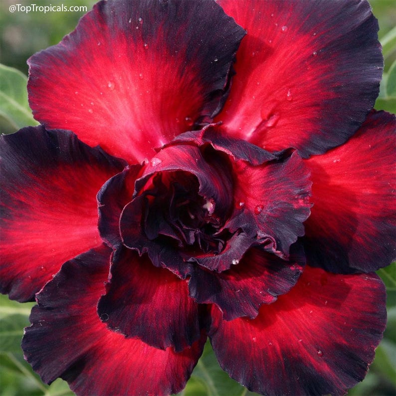 Desert Rose, Adenium, Grafted Plant. Dark Colors - Etsy