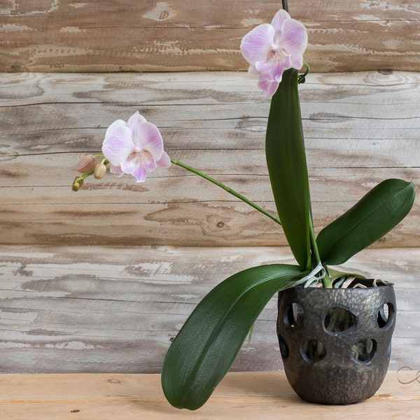 Orchid Pot - Etsy