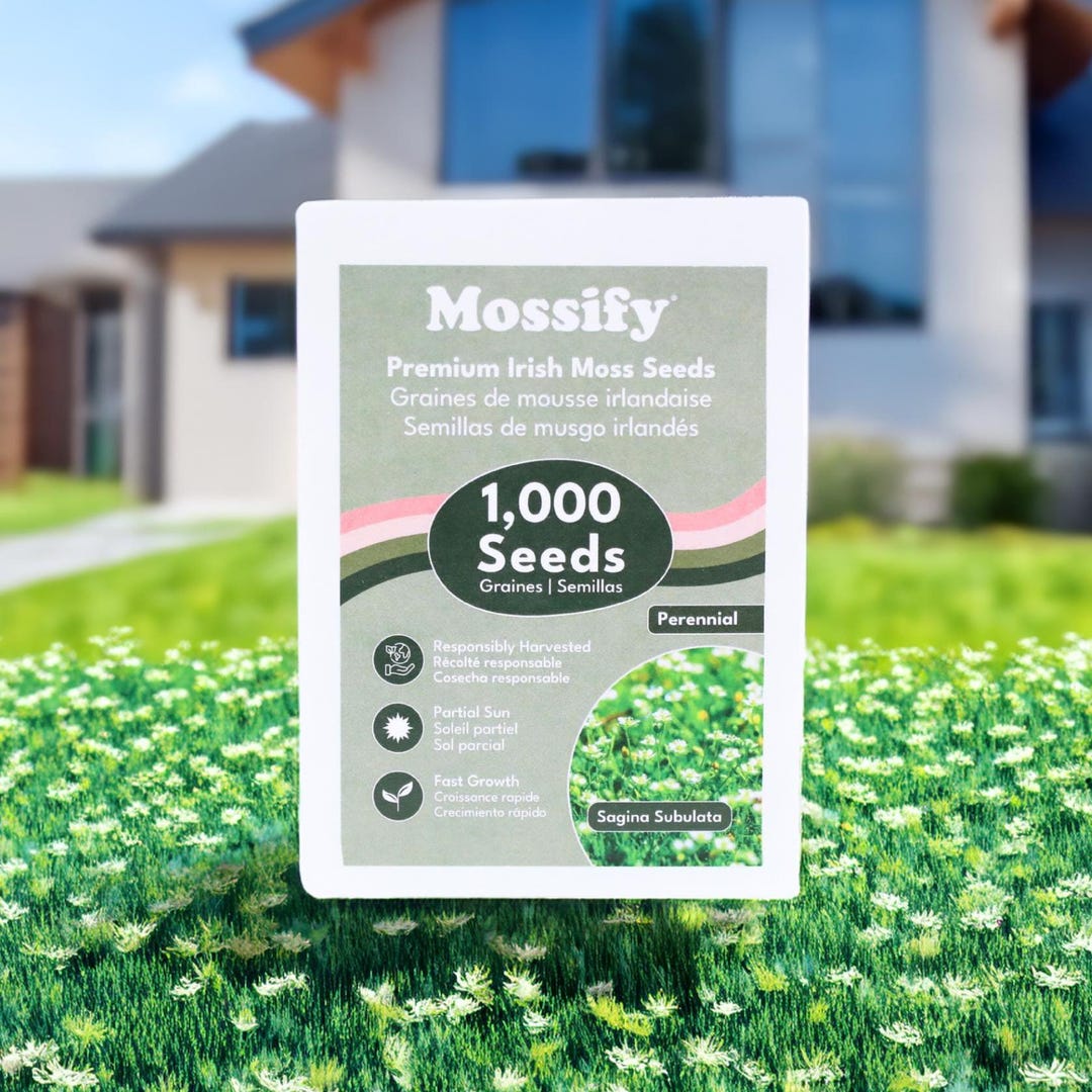 Premium Fast Growing Irish Moss Seed - Sagina Subulata Seeds - Bulk ...