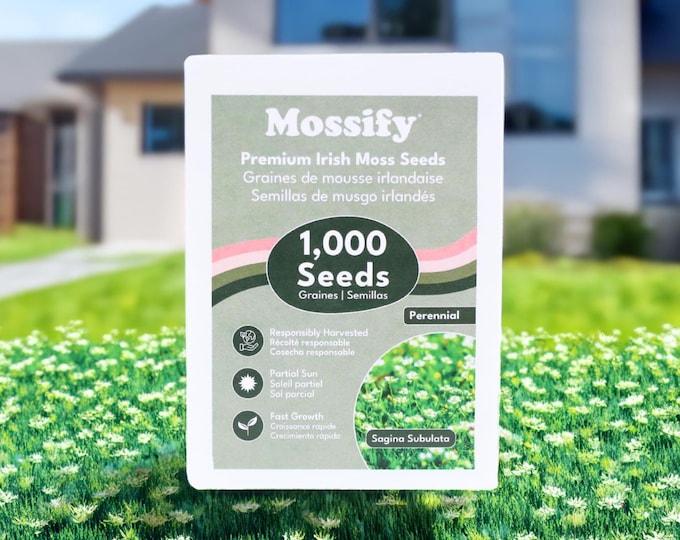 IRISH MOSS - 1000 Seeds - Sagina Subulata - Heath Pearlwort Lawn ...