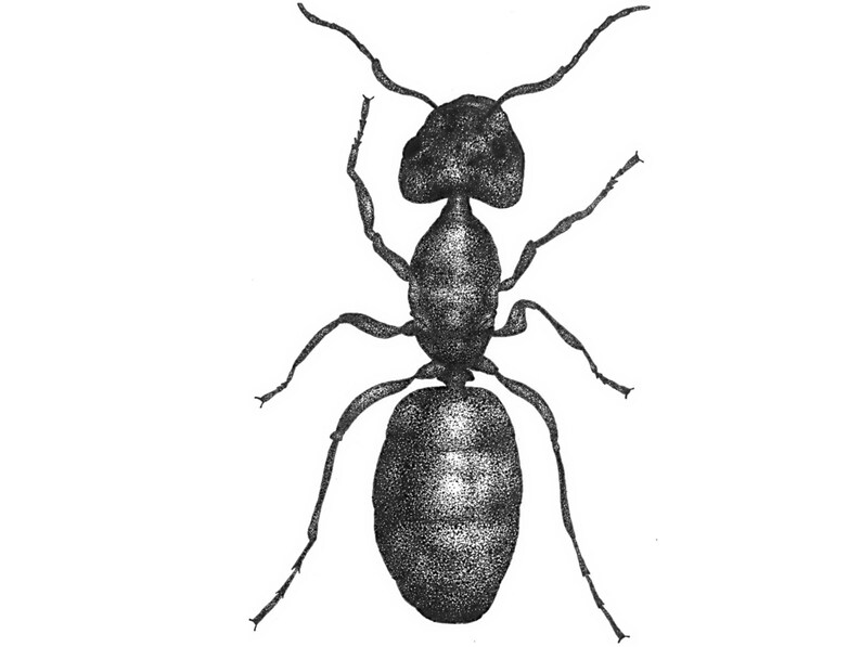 Ant Pen and Ink Print Insect Art Bug Art Stippling - Etsy