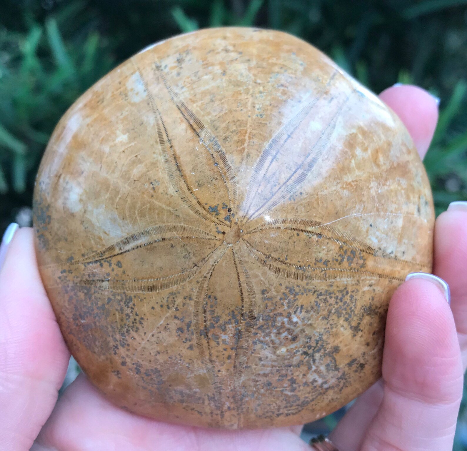 Fossilized Sea Biscuit Sand Dollar | Etsy