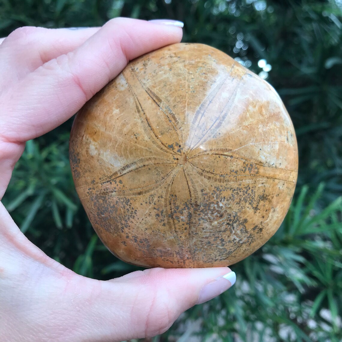 Fossilized Sea Biscuit Sand Dollar | Etsy