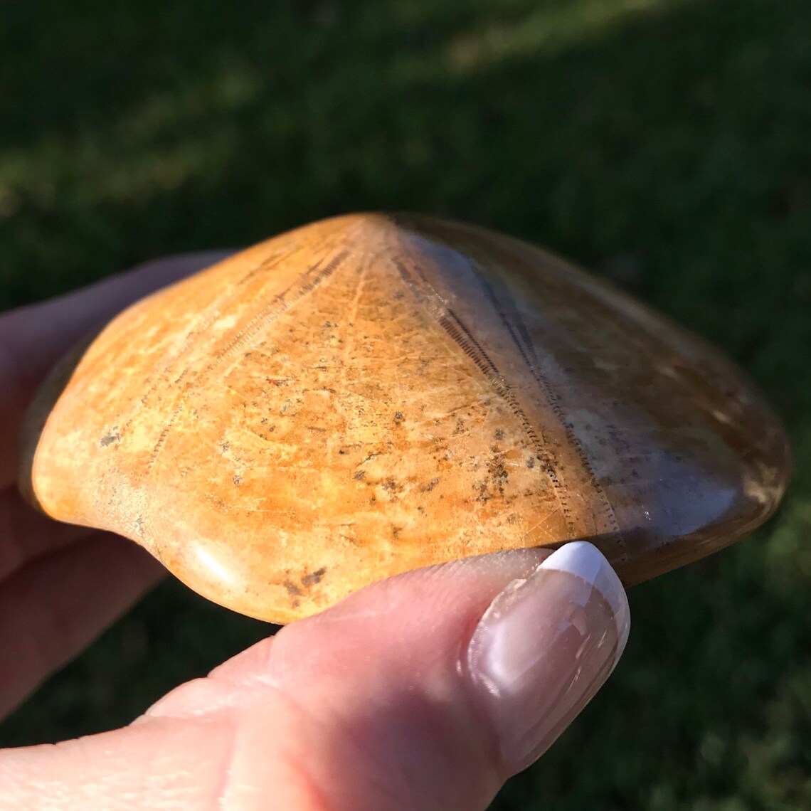 Fossilized Sea Biscuit Sand Dollar | Etsy