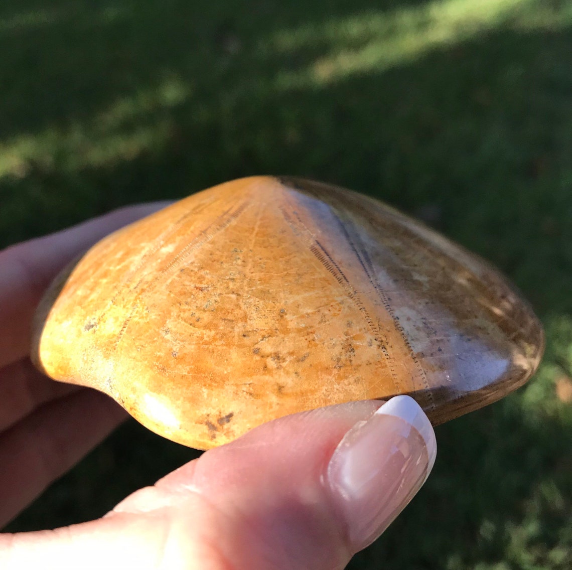 Fossilized Sea Biscuit Sand Dollar | Etsy