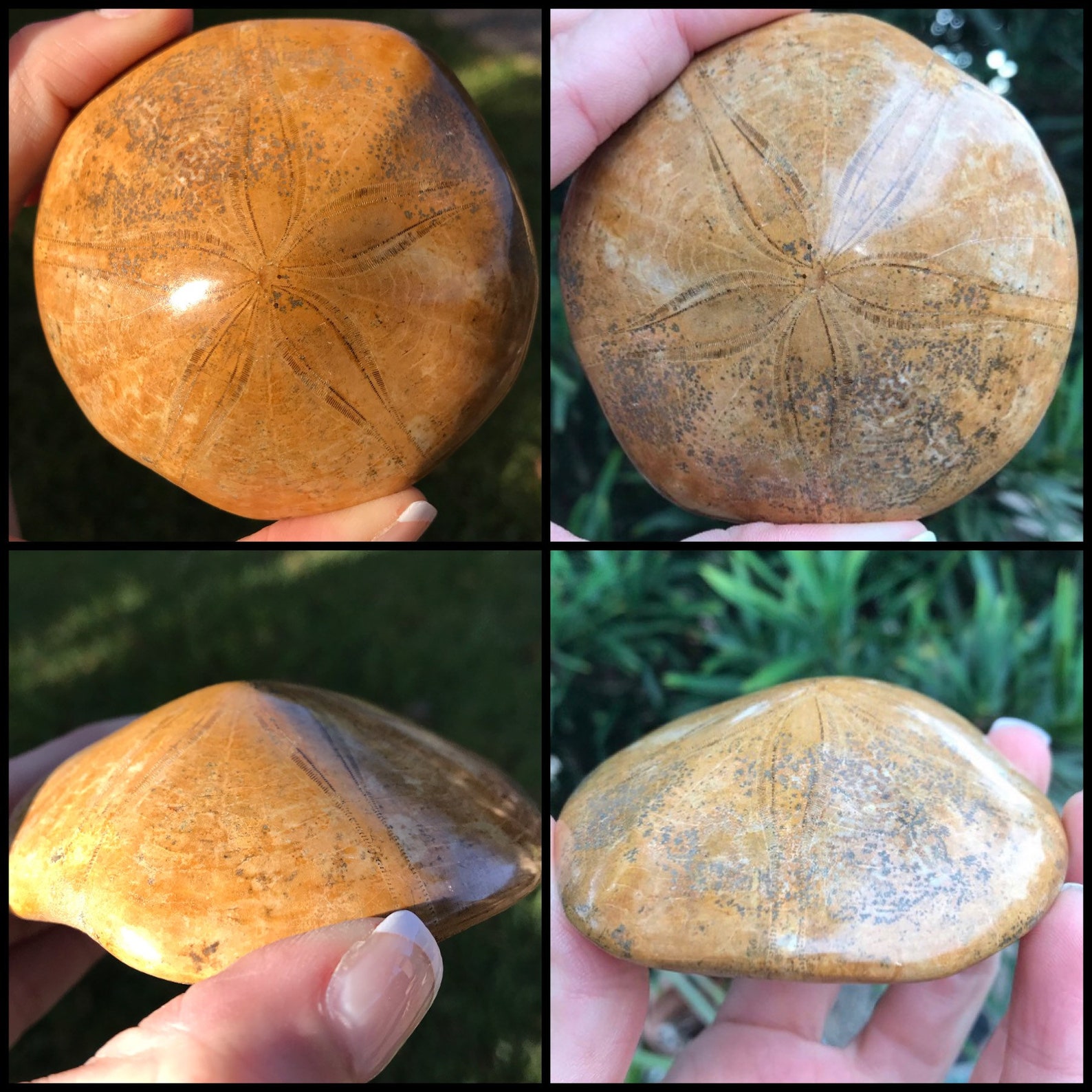Fossilized Sea Biscuit Sand Dollar | Etsy