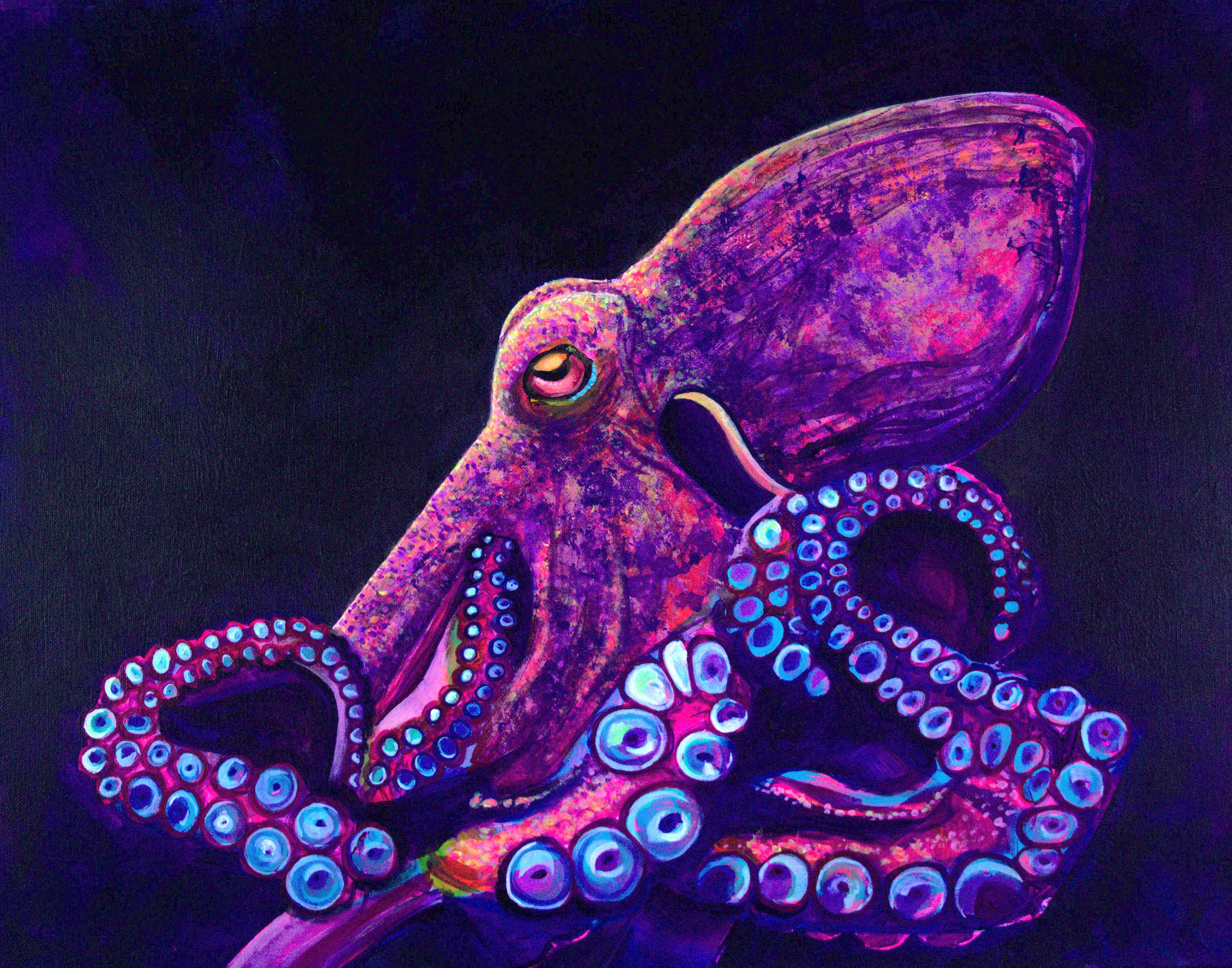 Colorful Octopus Photos