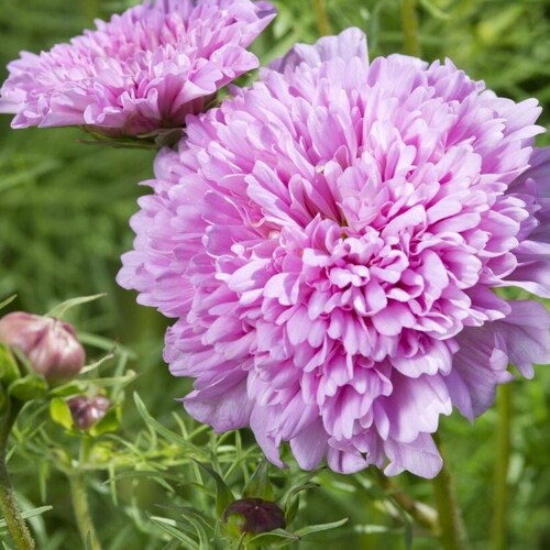 50 Cosmos Double Dutch Rose Seeds - Etsy