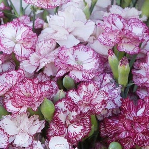 100 Carnation Chabaud Double Picotee Mix Seeds - Etsy