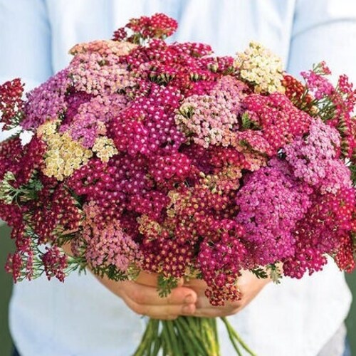 40 Yarrow Flowerburst Red Shades Seeds - Etsy
