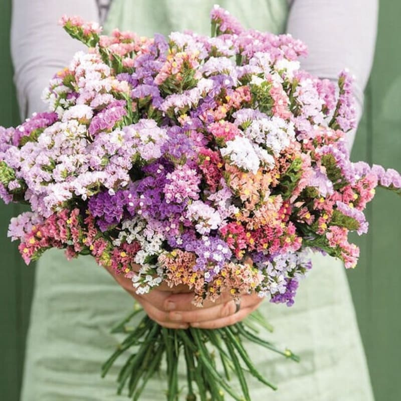 Statice Seeds - Etsy