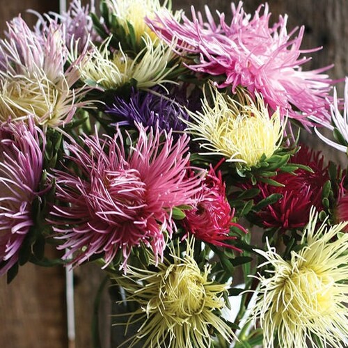 25 Valkyrie Mix Aster Seeds - Etsy