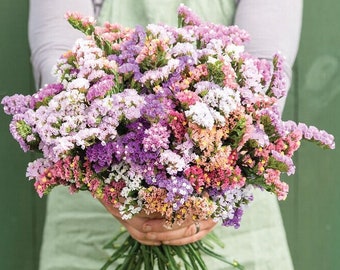 Statice Pacific Strain Mix Flower Seeds Heirloom USA Corn Cockle Check ...