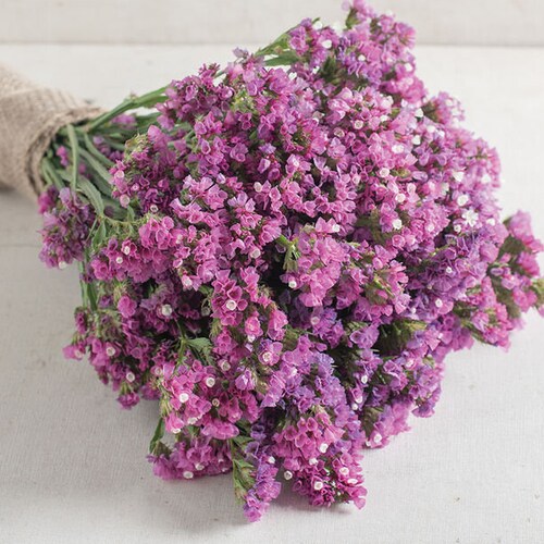 40 Statice Seeker Mix Seeds - Etsy