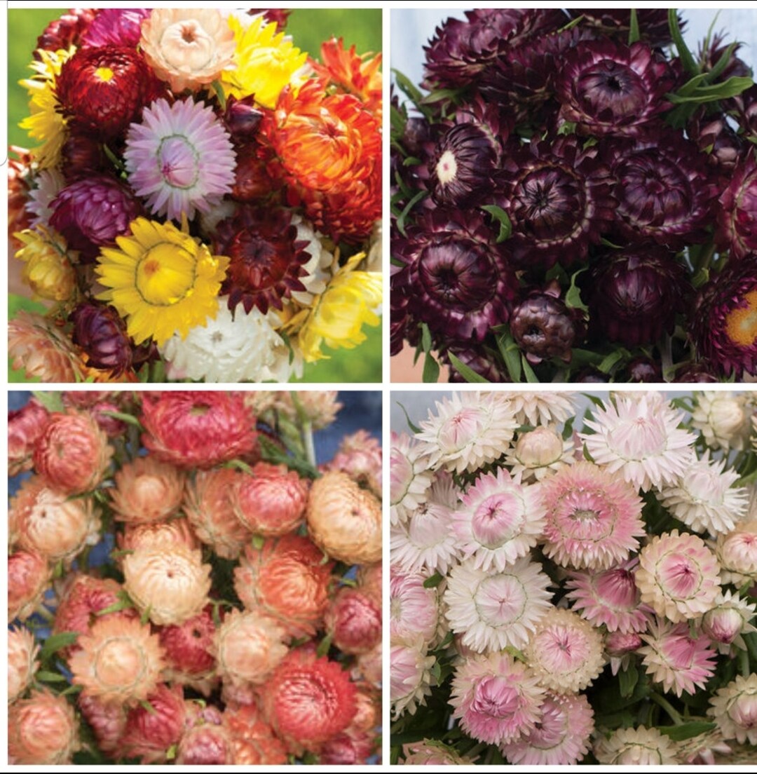 Strawflower Variety: Sultane Mix, Apricot/peach, Purple-red, Silvery ...