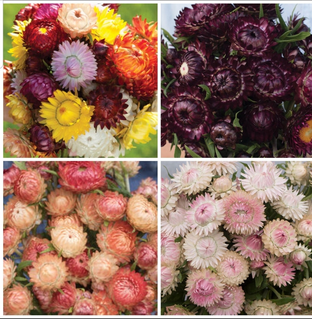 Strawflower Variety: Sultane Mix Apricot/peach Purple-red - Etsy