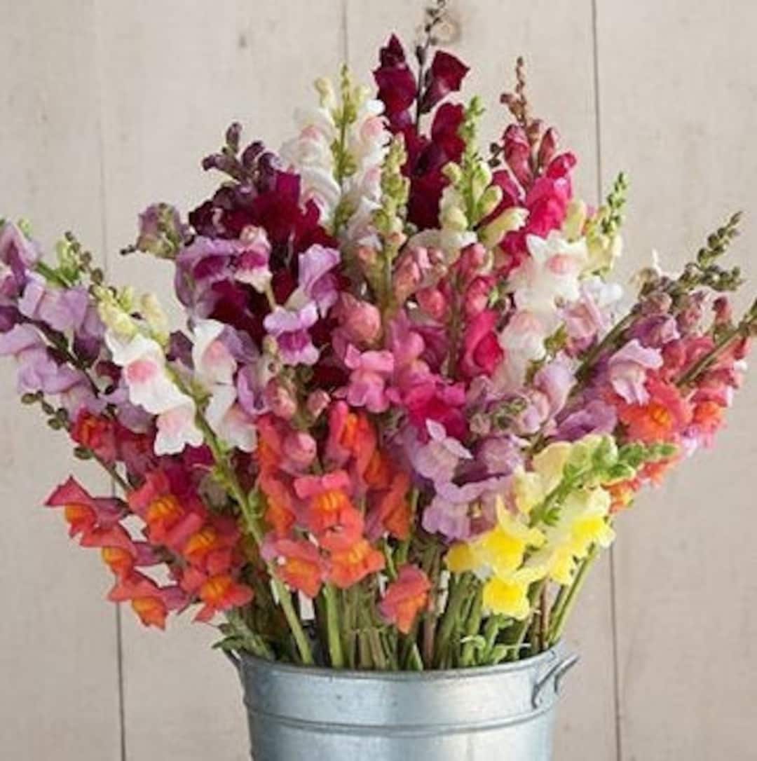 30+ Snapdragon Potomac Custom Mix Seeds - Etsy