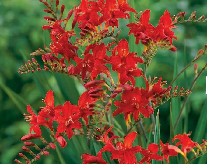 Sunglow Crocosmia Flower Bulbs - Hardy Perennial Plants - Bright Yellow ...