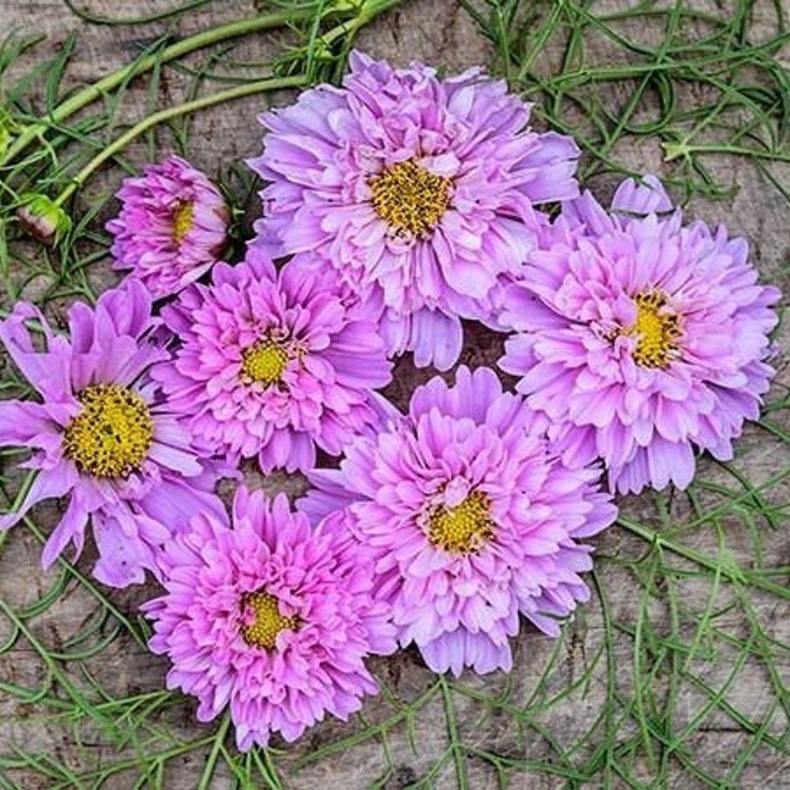 50 Cosmos Double Dutch Rose Seeds | Etsy