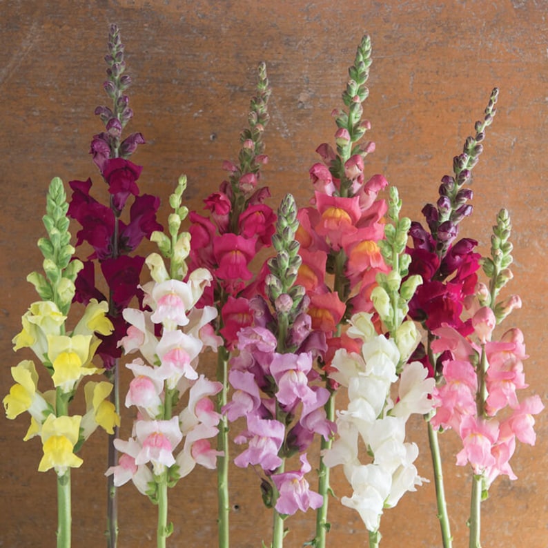 30+ Snapdragon Potomac Custom Mix Seeds - Etsy