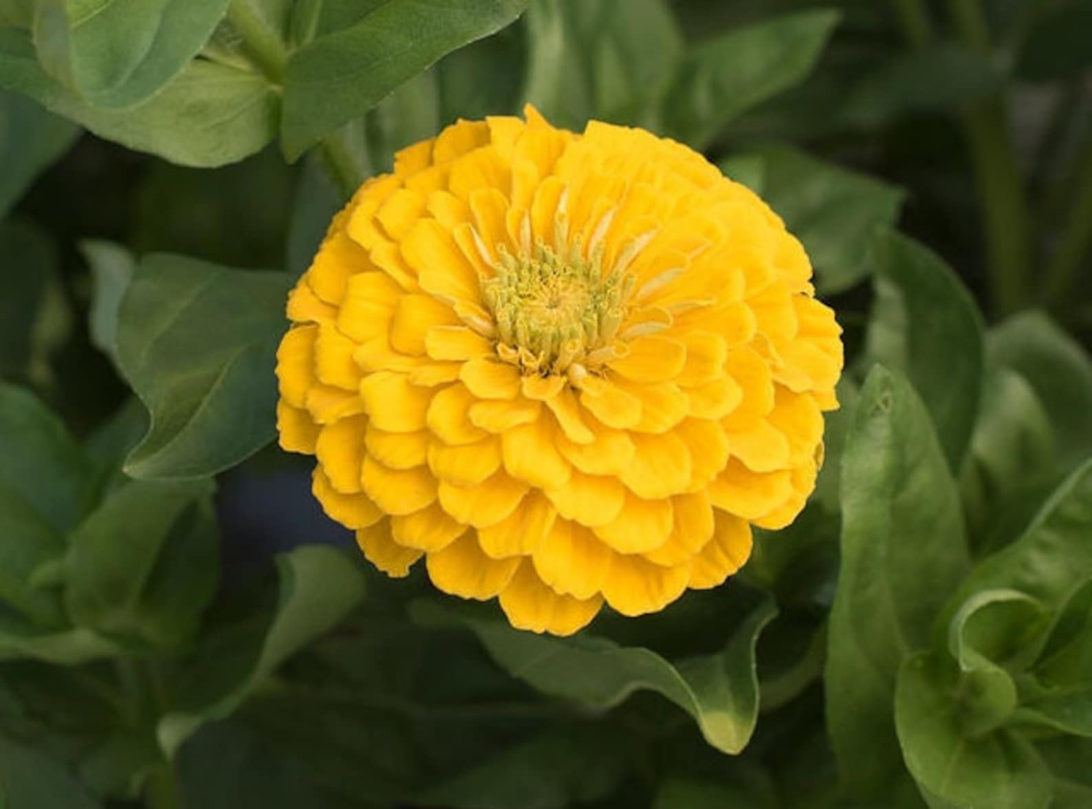 40 Zinnia Giant Golden Yellow Seeds - Etsy
