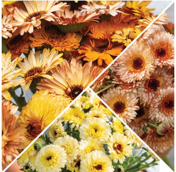 200 Calendula Mix Seeds - Etsy