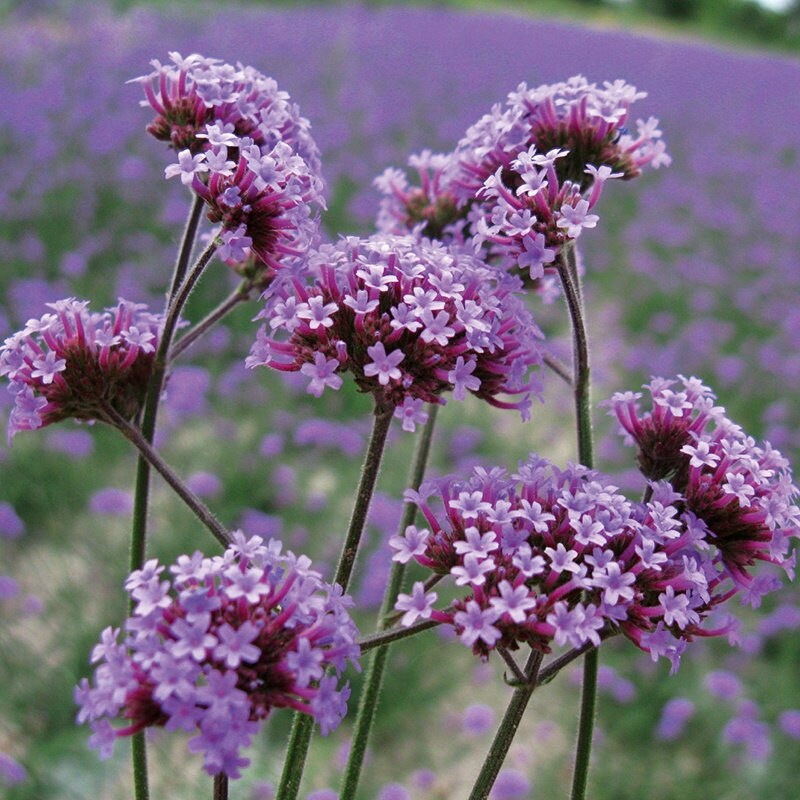 Verbena Seeds - Etsy