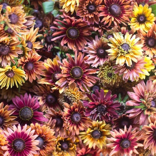 25 Rudbeckia Cherokee Sunset Seeds - Etsy