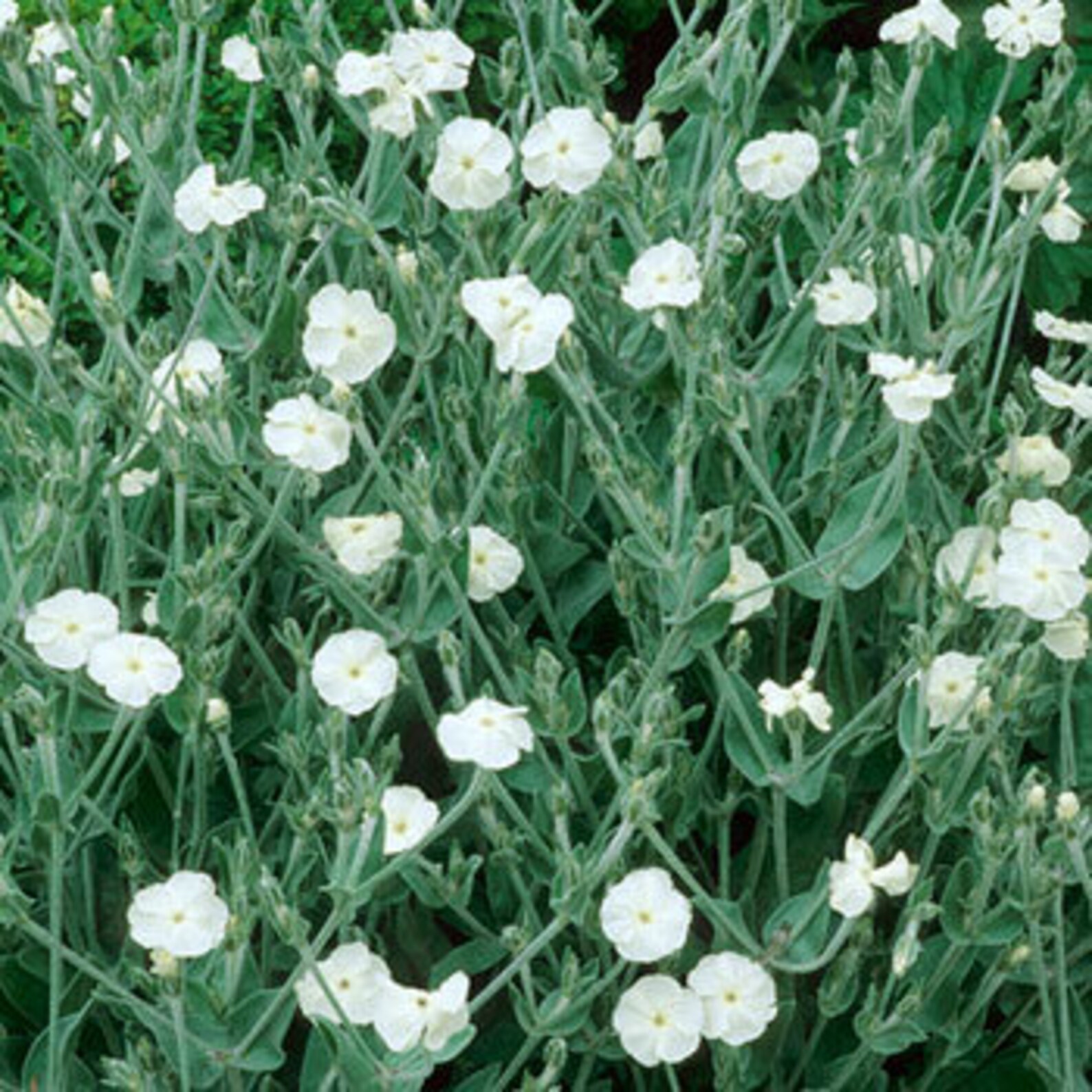 100 Rose Campion 'Alba' Lychnis coronaria seed | Etsy