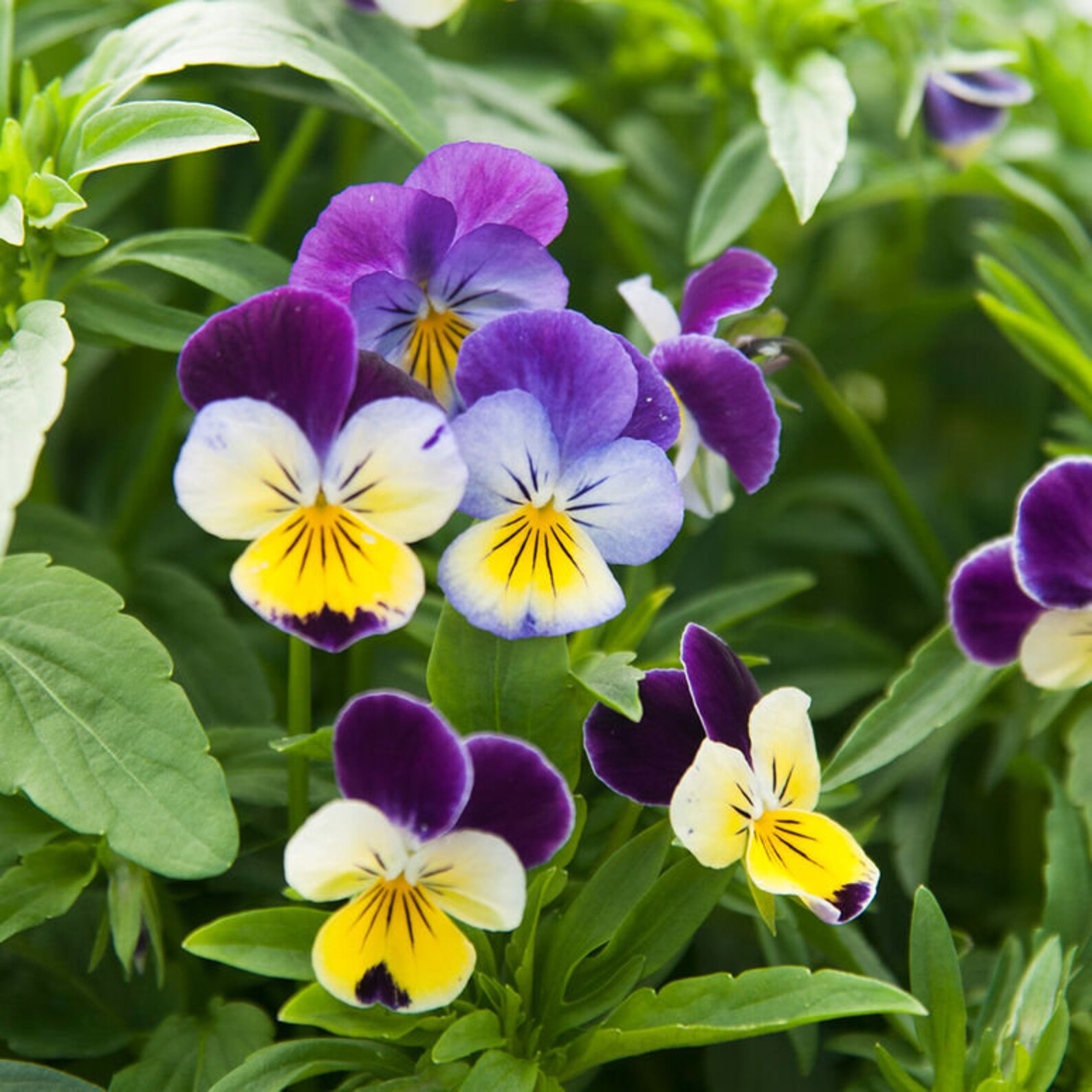 50+ Viola Helen Mount Seeds - Etsy