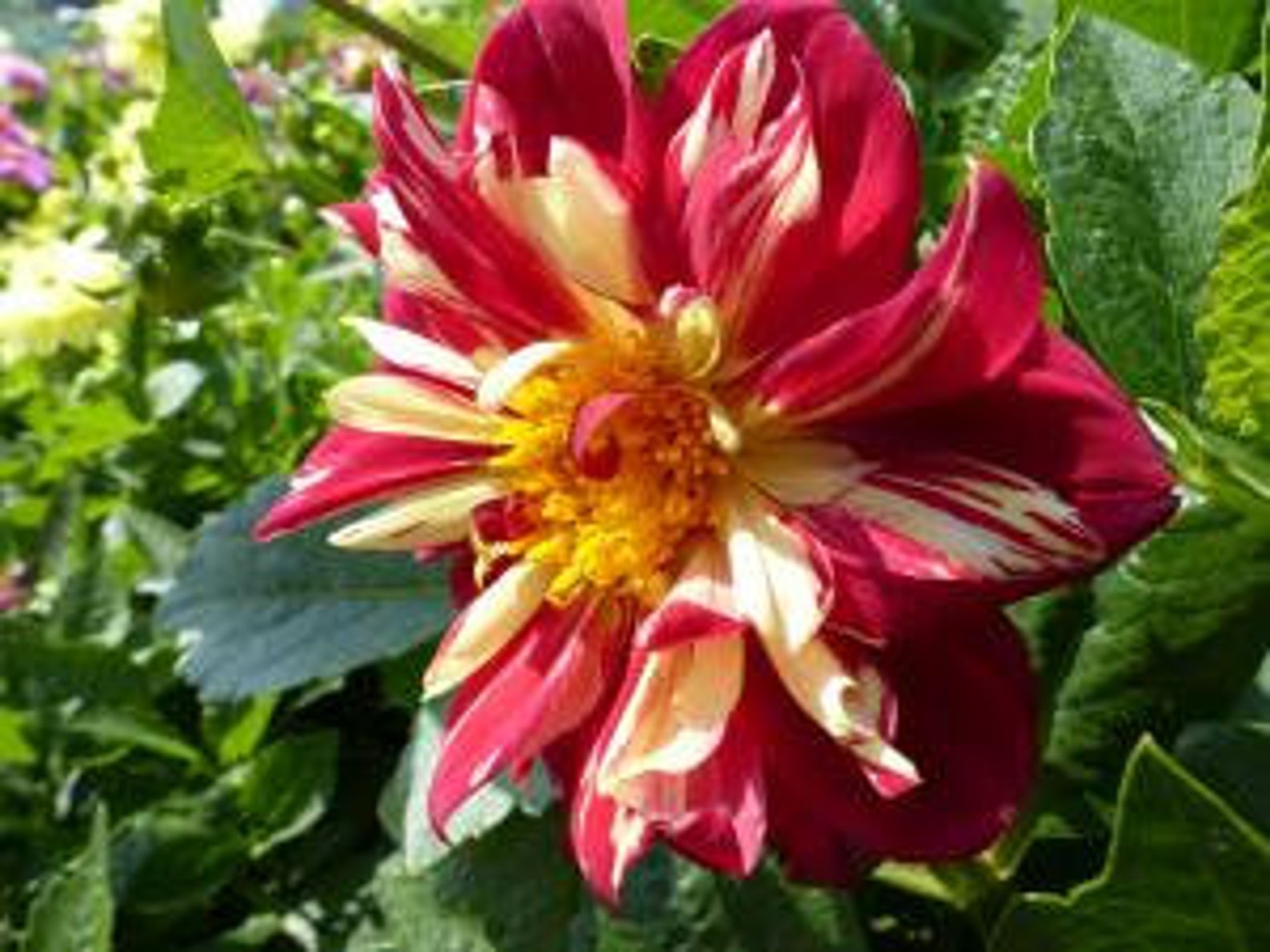 40 Dahlia Dandy Improved Mix Seeds - Etsy
