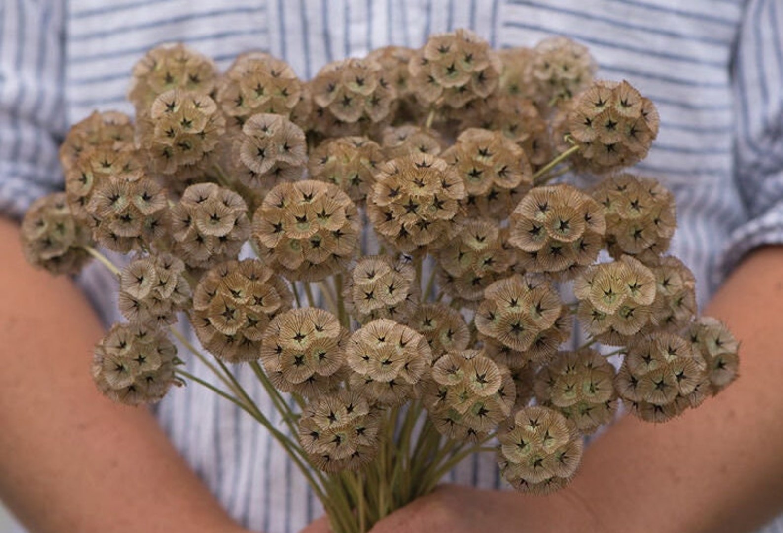 25 Scabiosa Stellata Starflower Seeds - Etsy