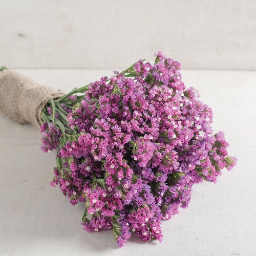 40 Statice Seeker Rose Shades Seeds - Etsy