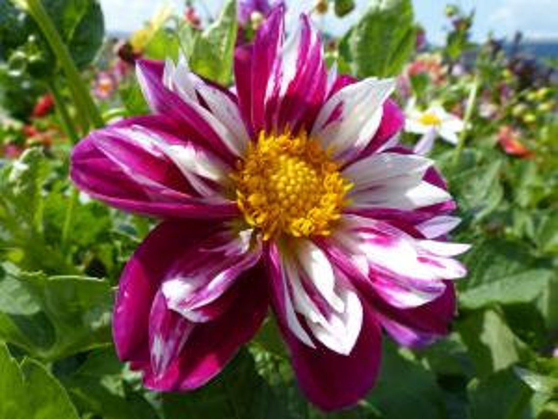 40 Dahlia Dandy Improved Mix Seeds - Etsy