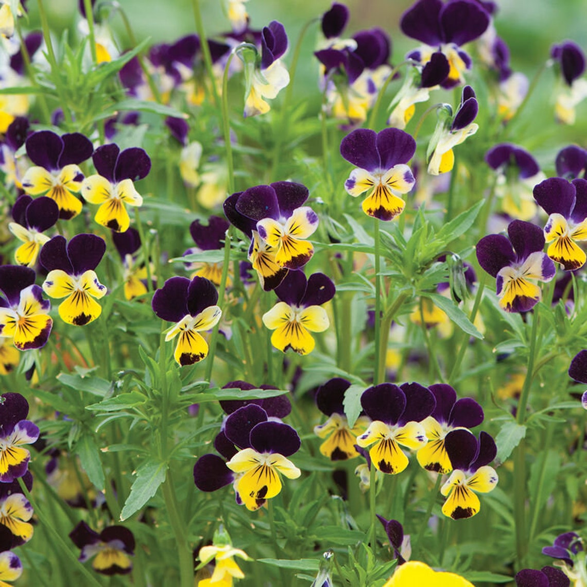 50+ Viola Helen Mount Seeds - Etsy
