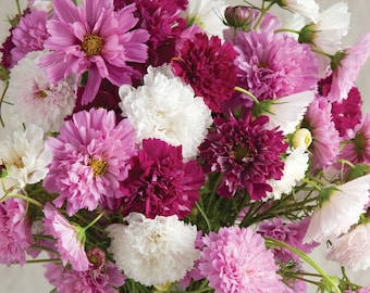 Double Click Bi-color Pink Cosmos Seeds, Cosmos Flowers, 25 Seeds ...