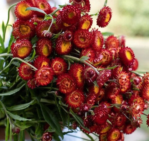 100 Strawflower Copper Red Seeds - Etsy