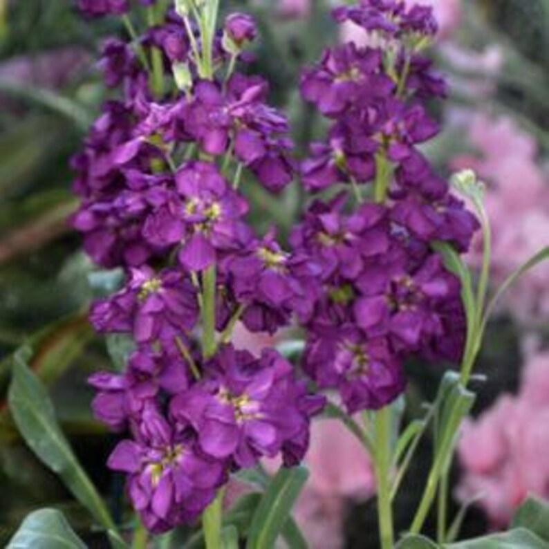 Katz Stock Seeds Variety: Cherry Blossom, Lavender Blue, Yellow ...