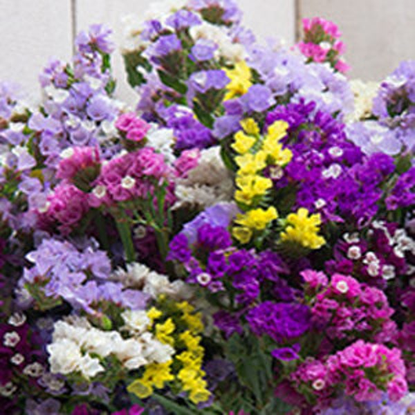 Statice Flowers - Etsy