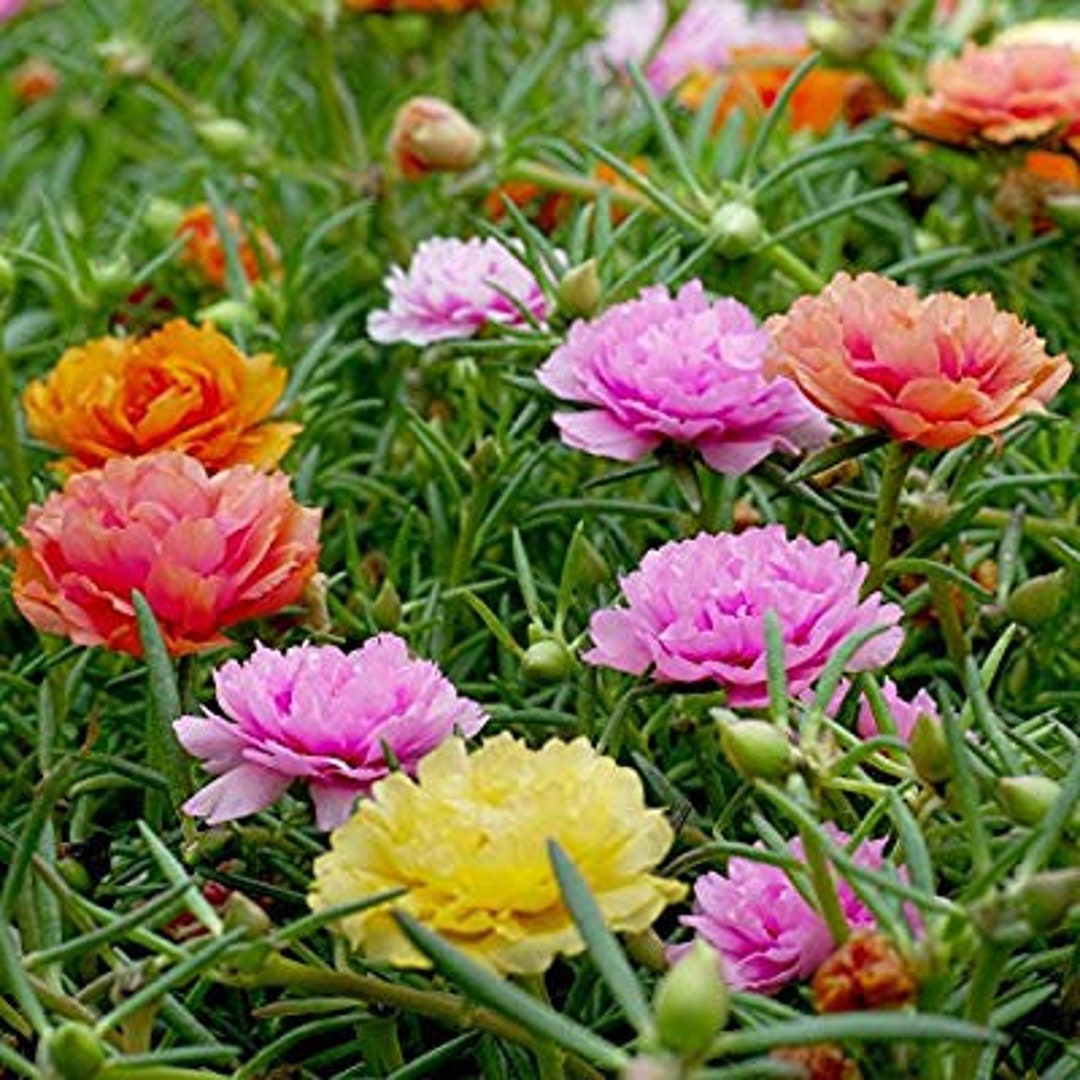 100+ Portulaca Double Mix Seeds - Etsy