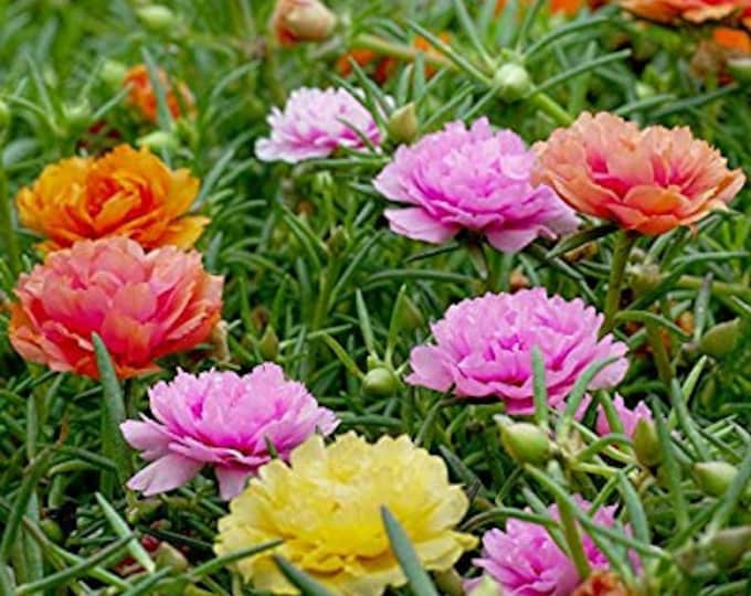 100 Portulaca Double Mix Seeds - Etsy